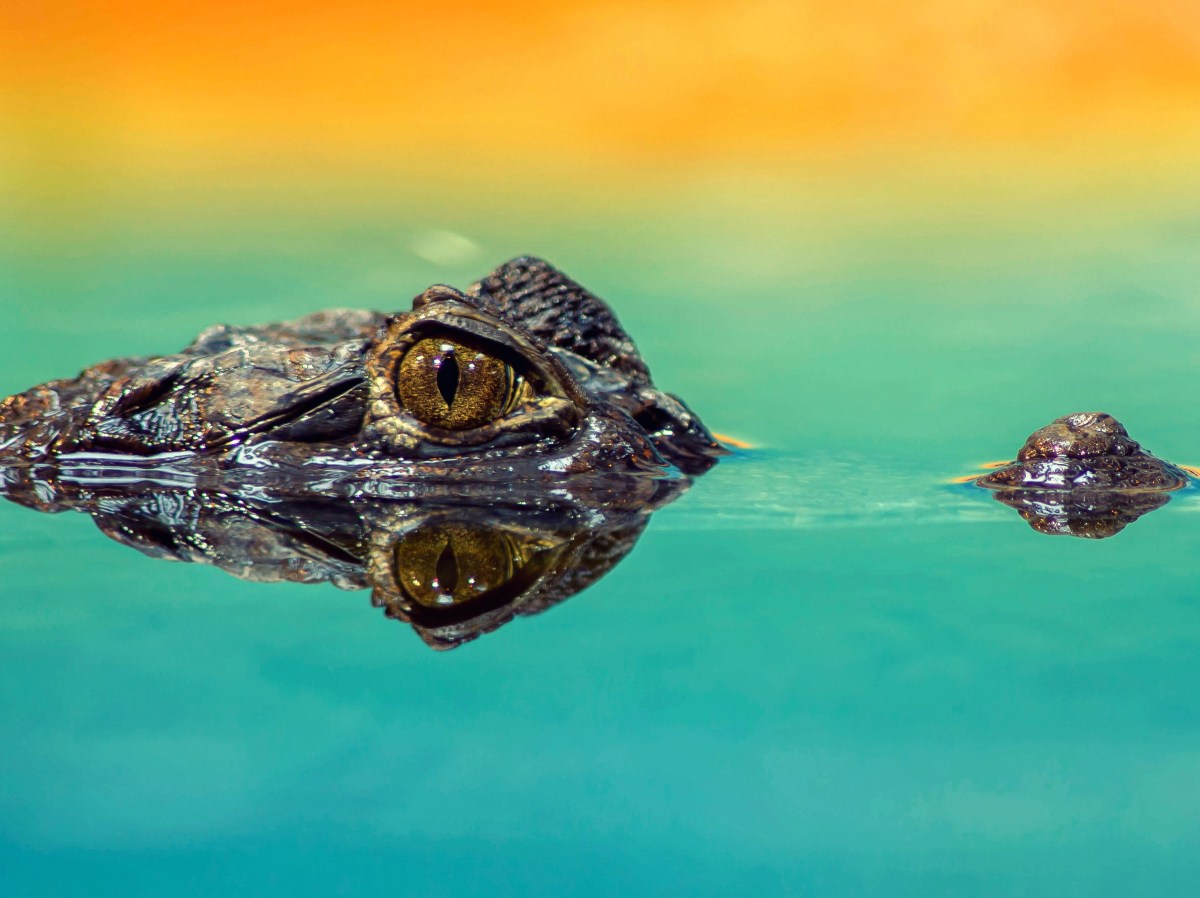 The Croc Brain: Keys to Effective Presentations – The Maximum Standard