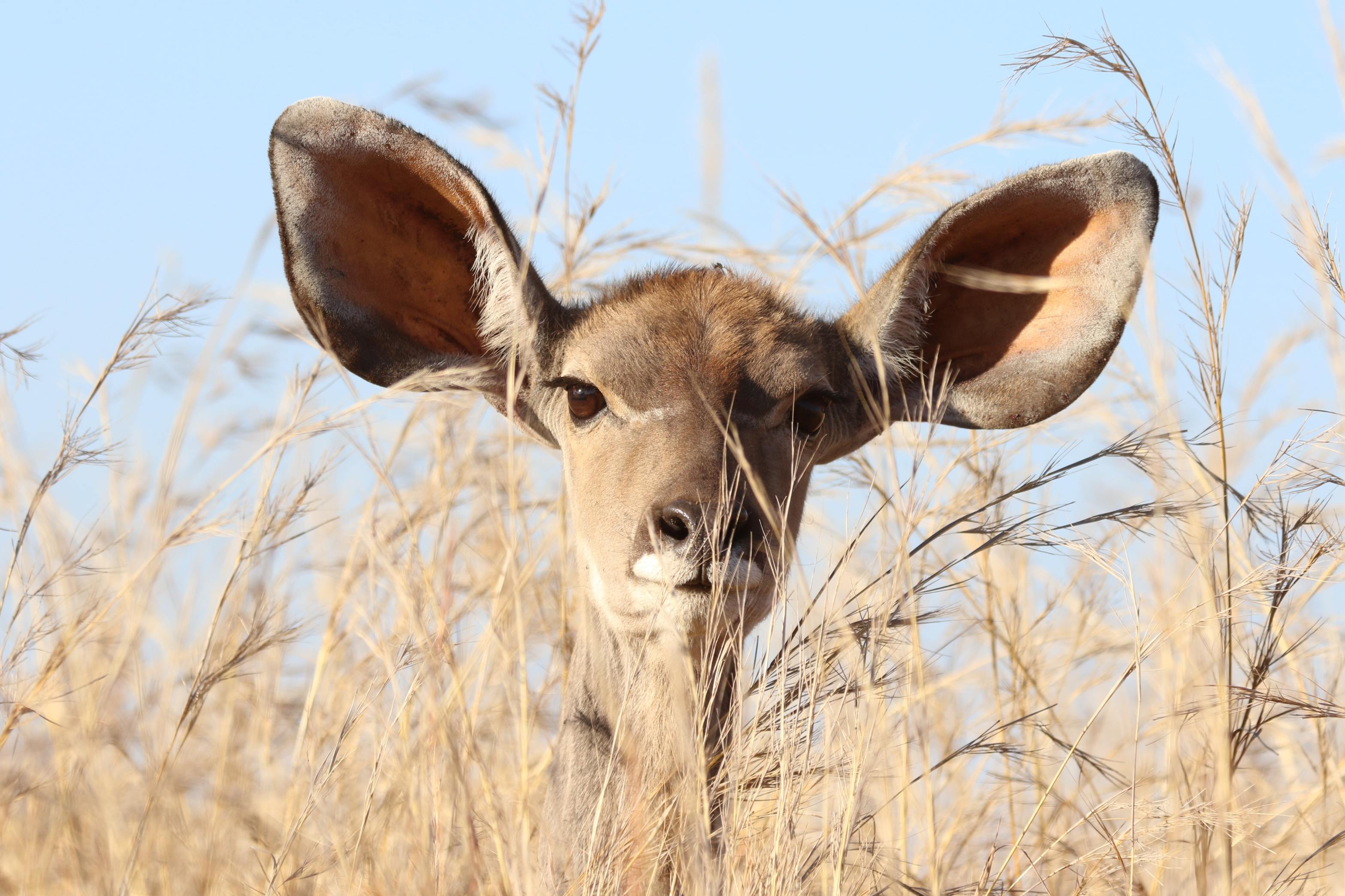 Four Types of Listeners – The Maximum Standard